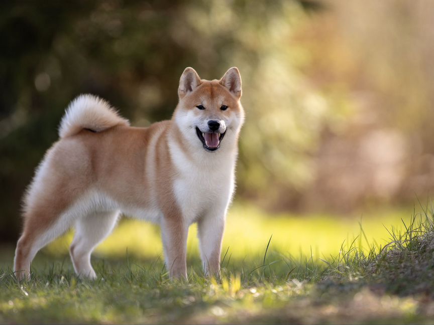 Сиба ину
