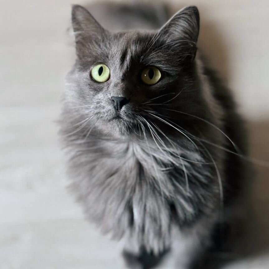 Взрослая кошка в добрые руки