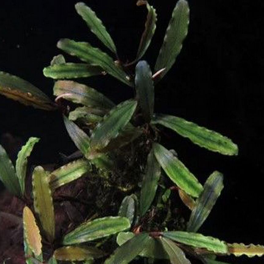 Буцефаландра титан - Bucephalandra Titan