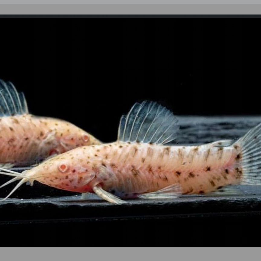 Сом таракатум