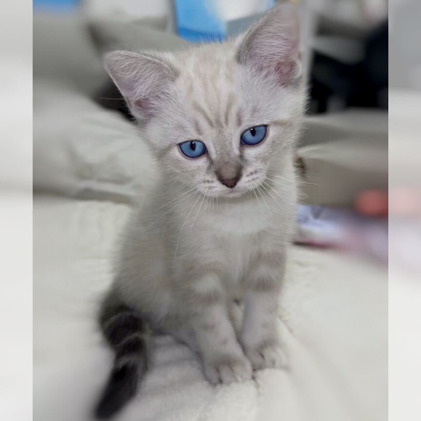 Шотландский прямоухий короткошёрстный котёнок