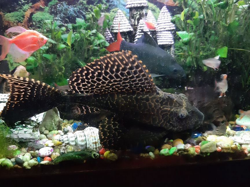 Сом птеригоплихт (парчовый)