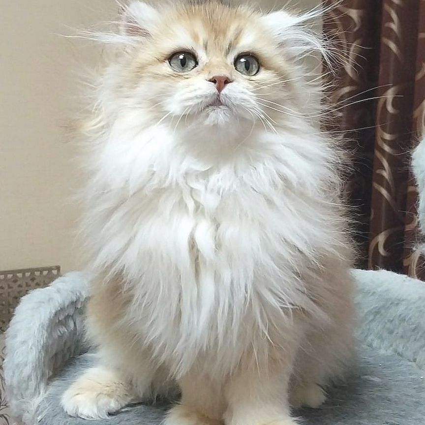 Хайленд мальчик