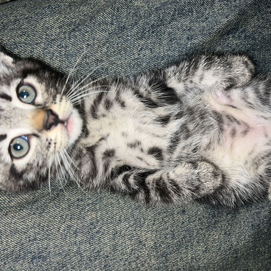 Кошкины дети в добрые руки