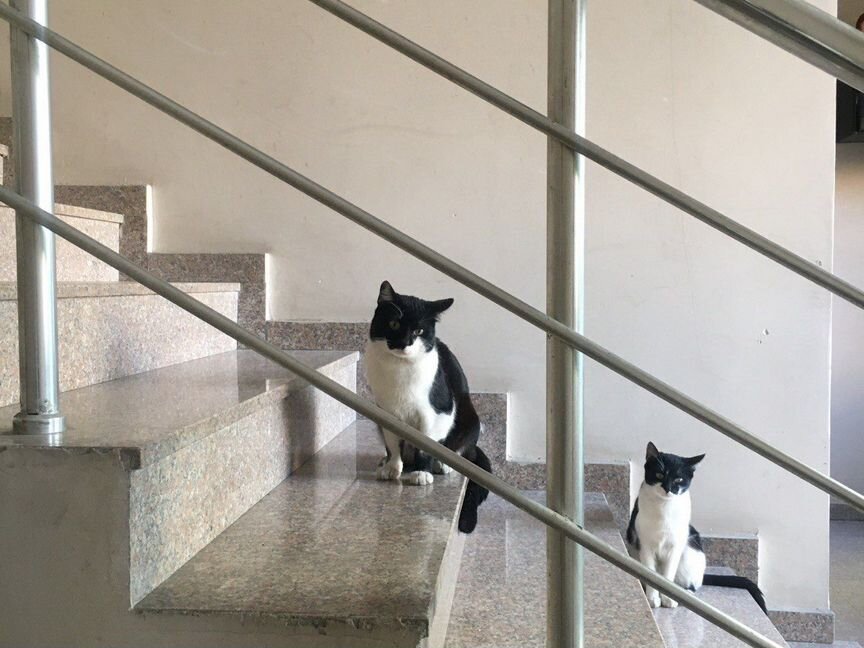 Гигантский котик из мультиков Миядзаки