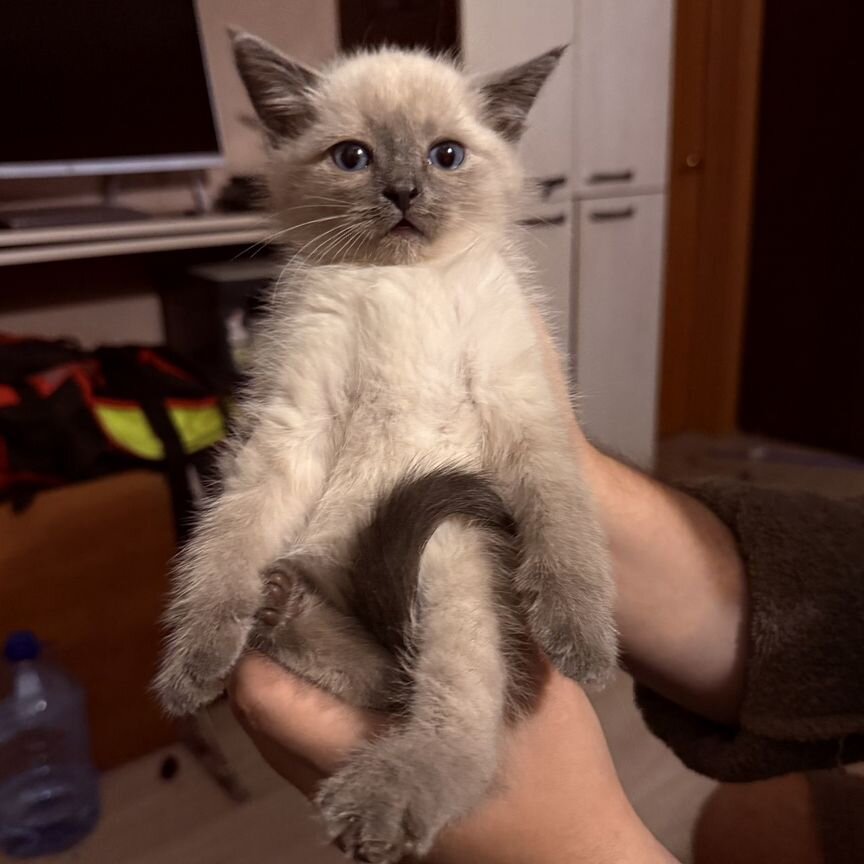 Котёнок в добрые руки