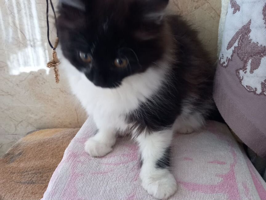 Черный котенок