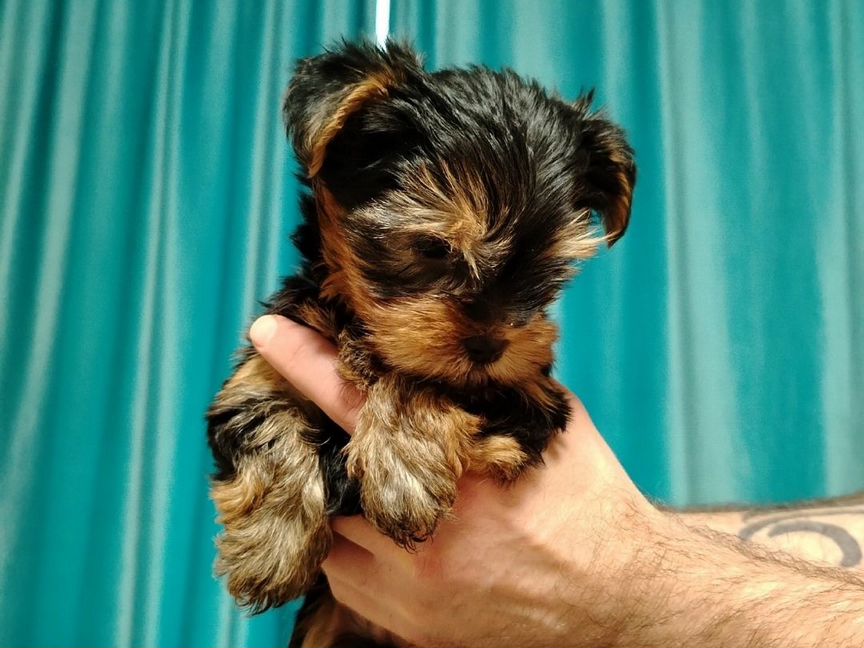 Йоркширский терьер щенки