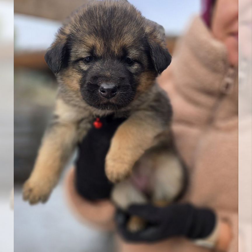 Щенок в добрые руки