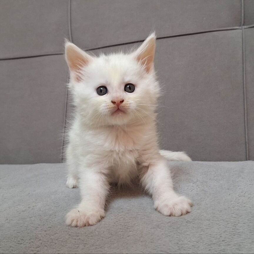 Котята мейн-кун