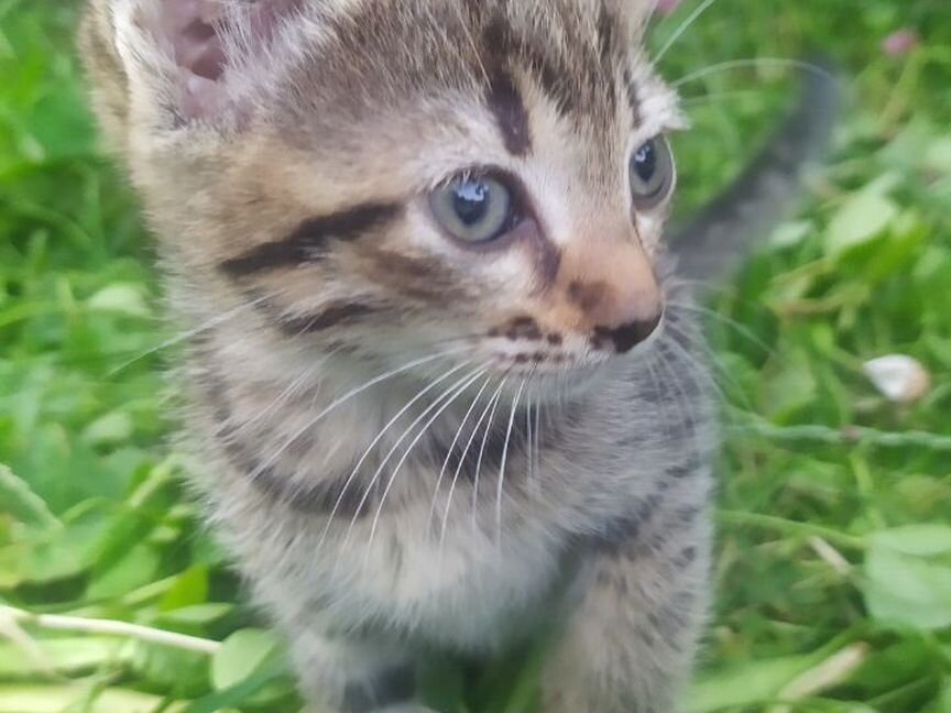 Котята рыжие и серые в полоску ищут дом