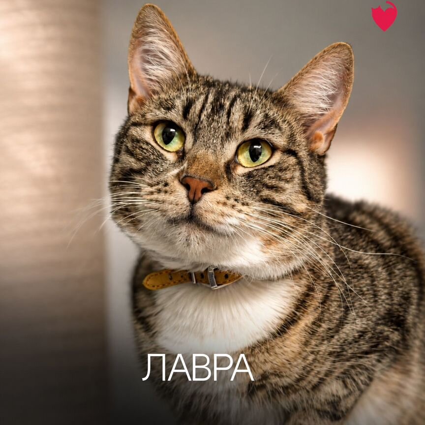 Взрослая кошка из приюта