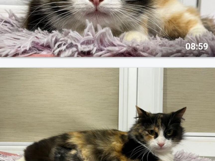 Отдам красотку кошечку