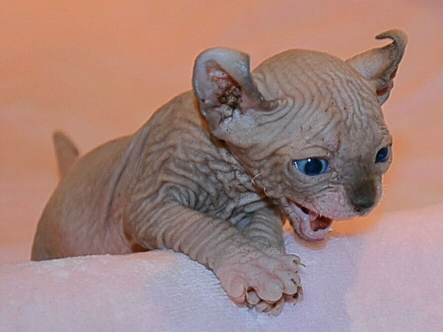 Которебенок мальчишка эльф