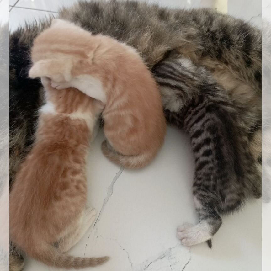 Коты