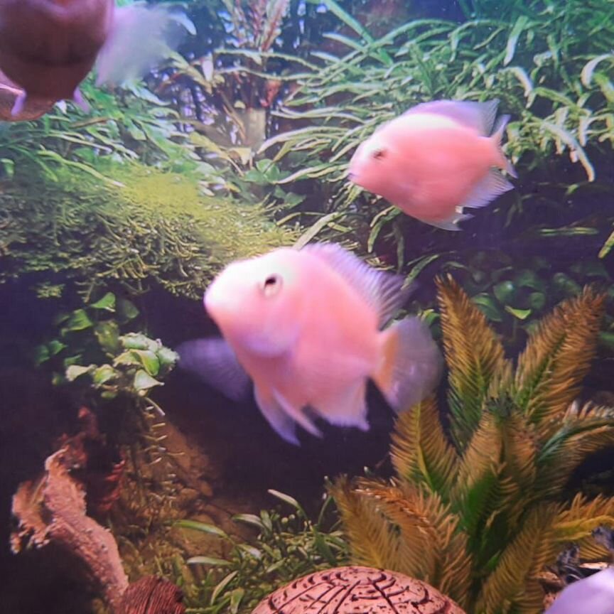 Платиновый попугай