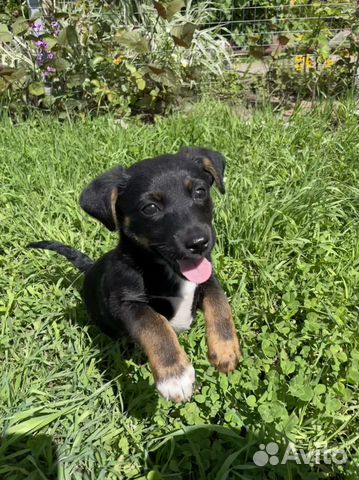 Щенка в добрые руки бесплатно