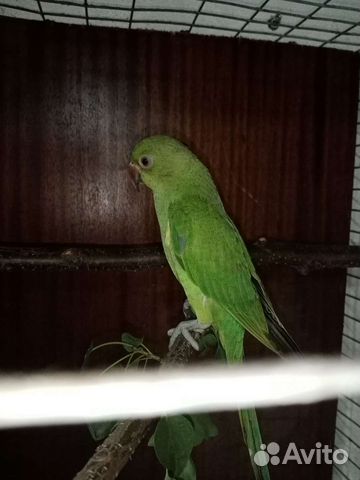 Попугай ожереловый