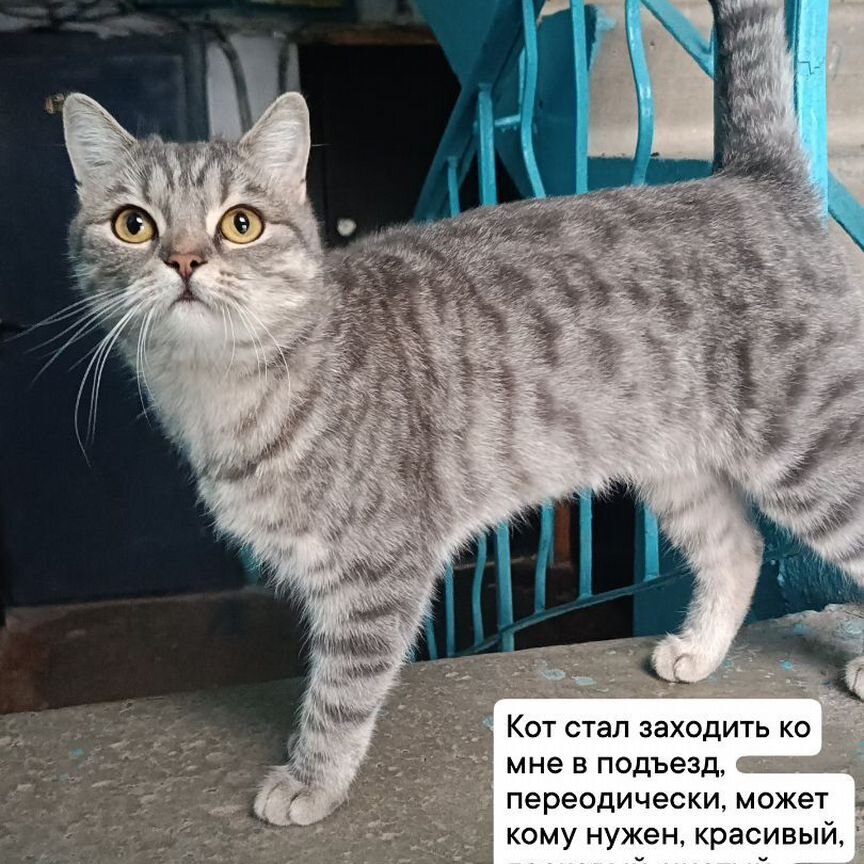 Кот