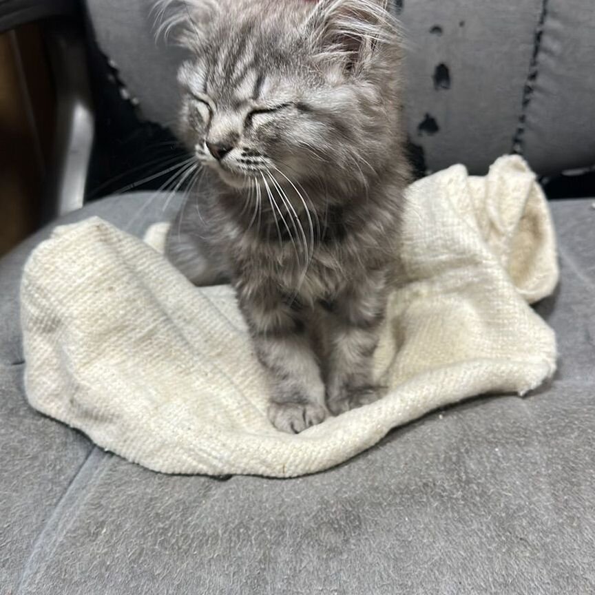 Найдена кошка, отдам