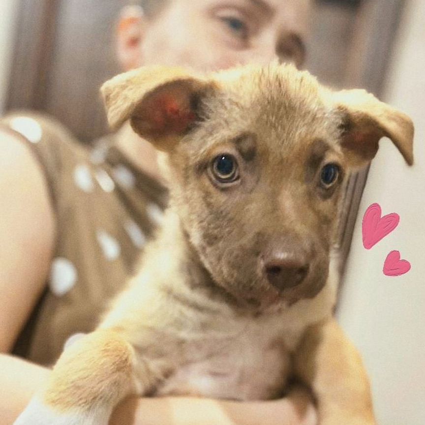 Щенок в добрые руки