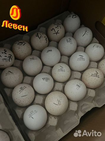 Индюшата биг 6 суточные