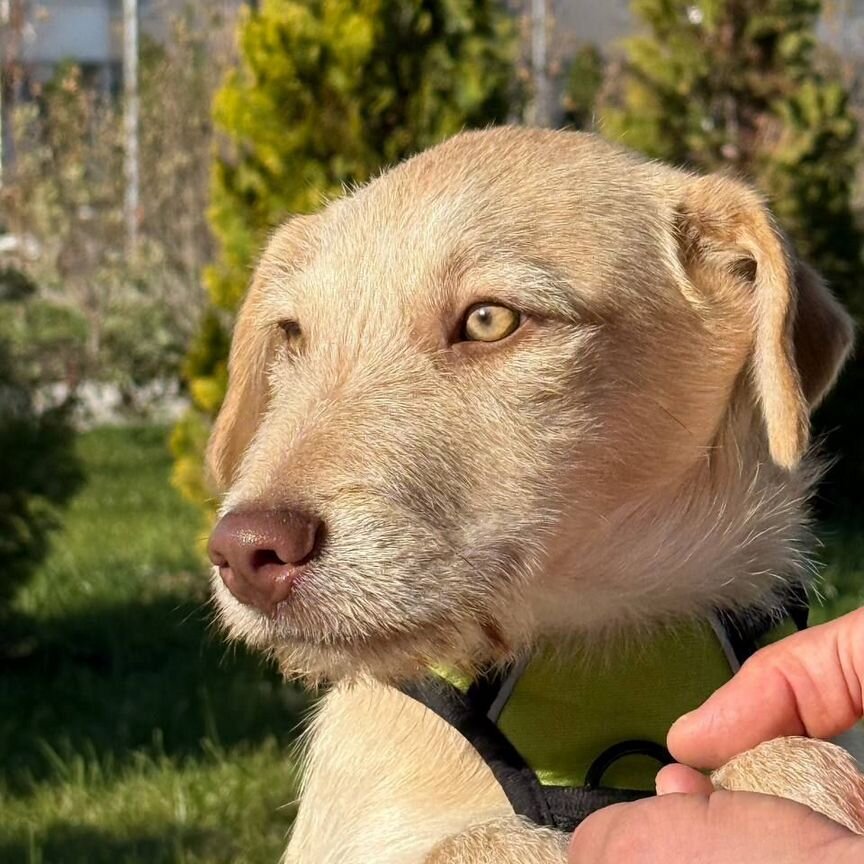 Щенок мальчик в добрые руки