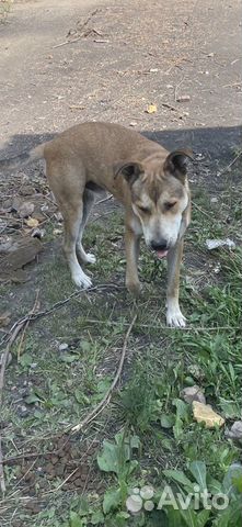 Метис Стаффа