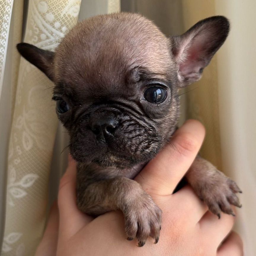 Французский бульдог, щенок