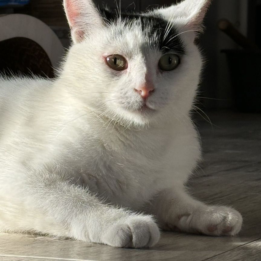 Кошка Люся