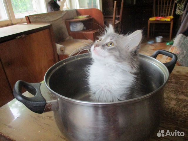 Котёнок-полусибирячок