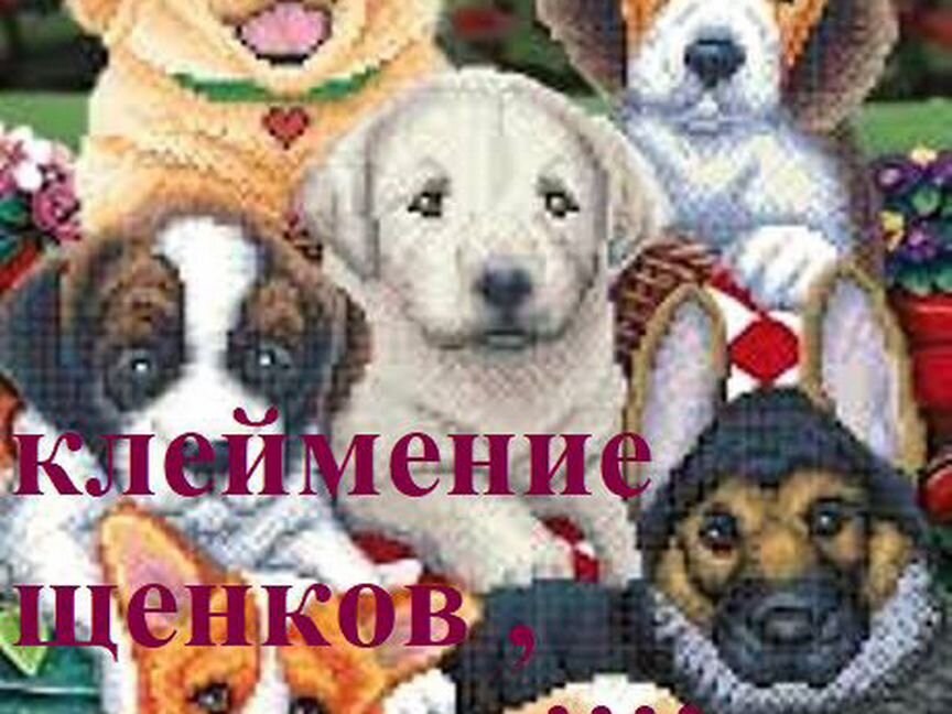Клеймение и чипирование в Москве и мо