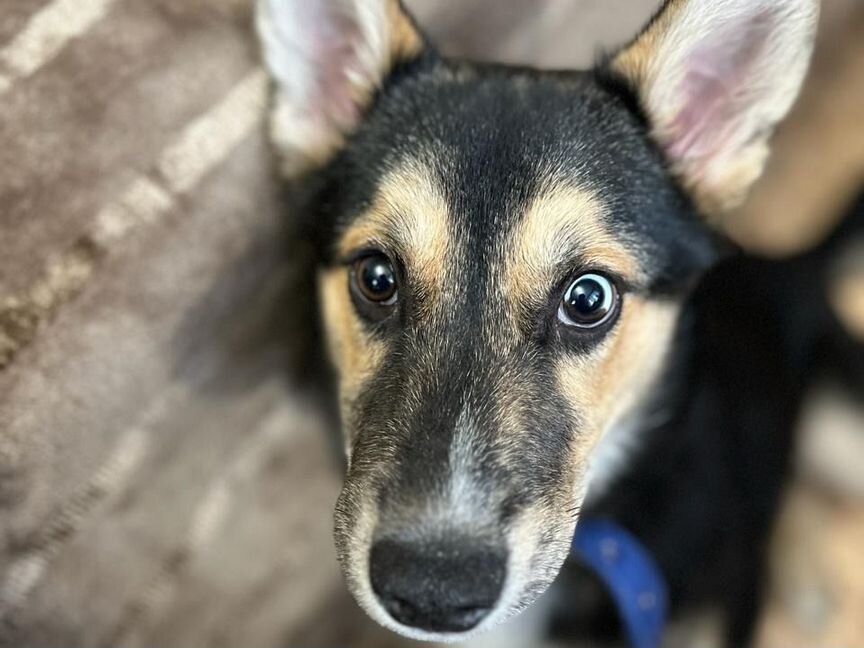 Собака в добрые руки. Бесплатно