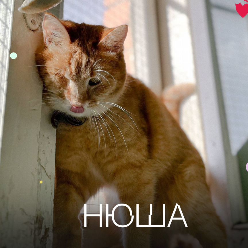 Котёнок из приюта