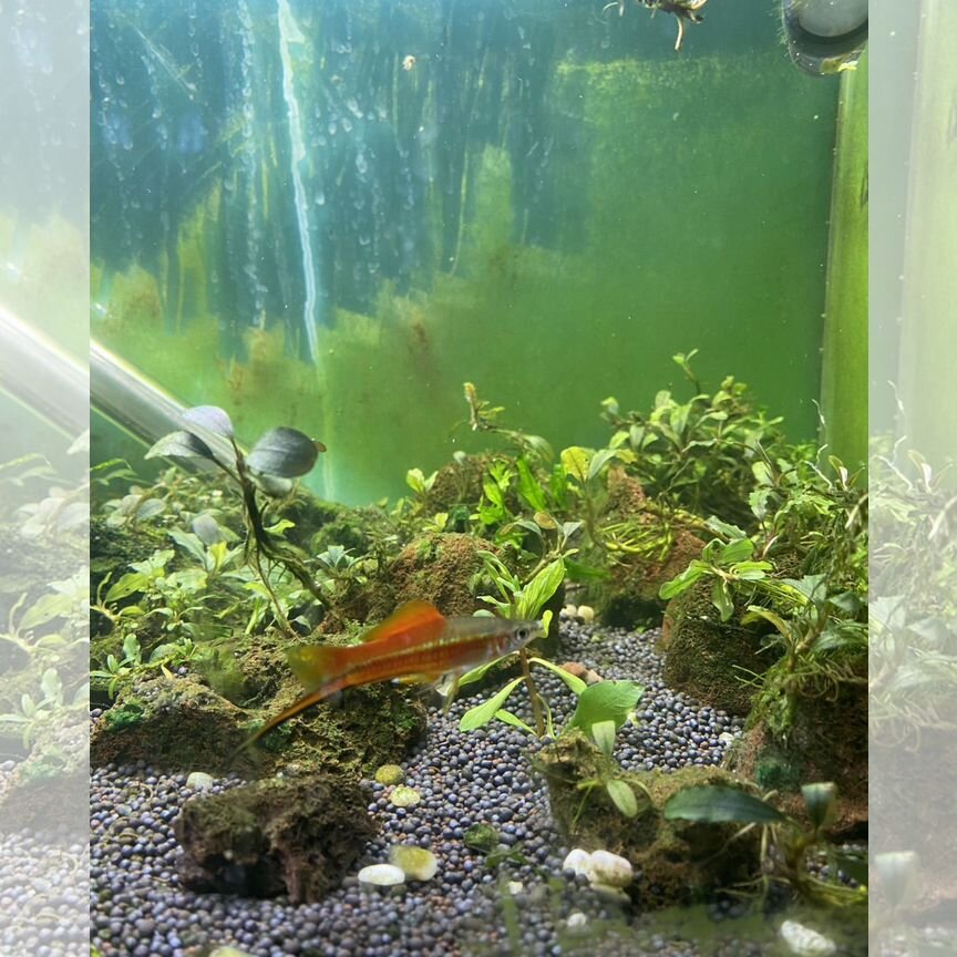 Меченосцы аквариумные рыбки