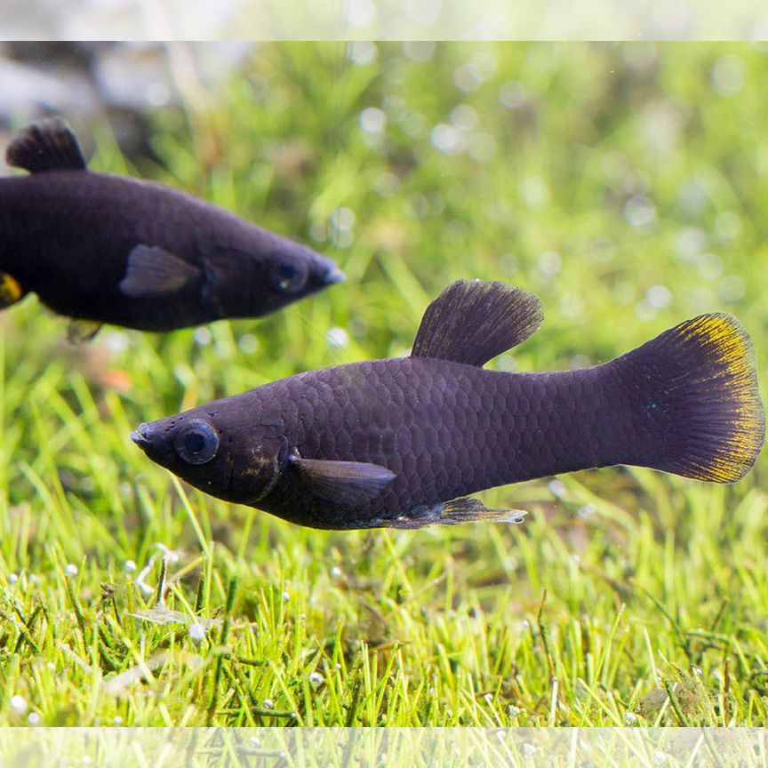 Рыбки 10 штук