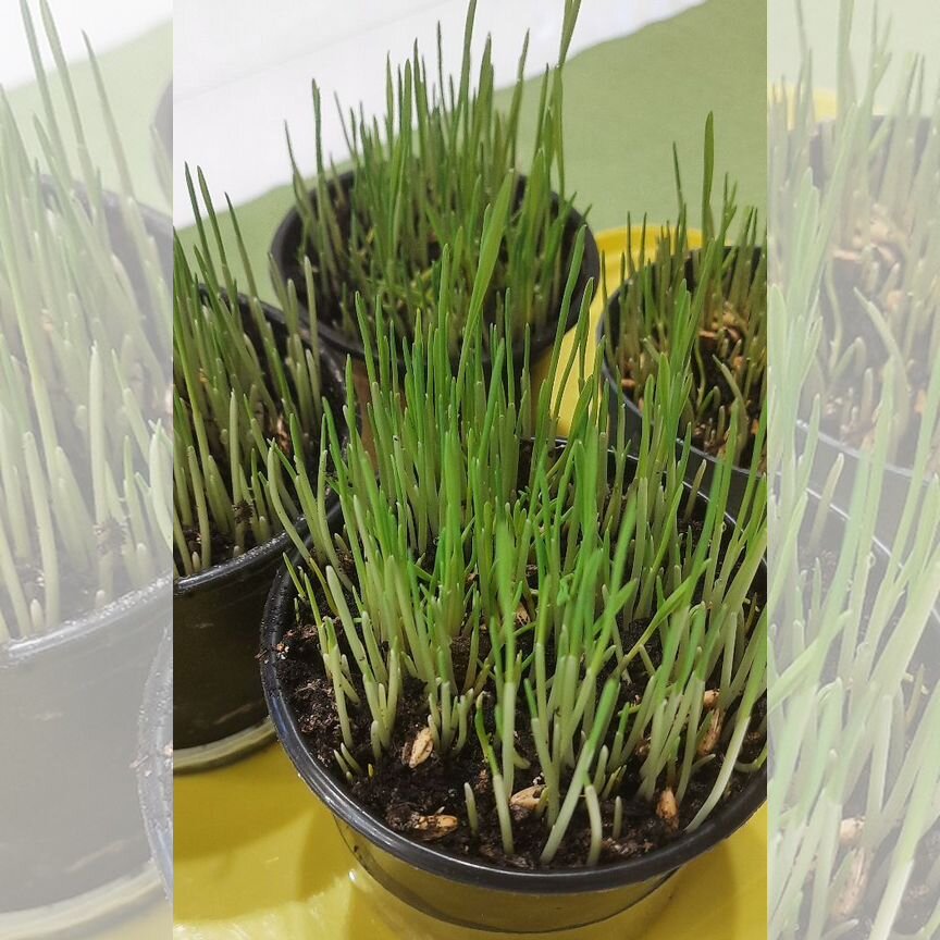 Трава для кошек