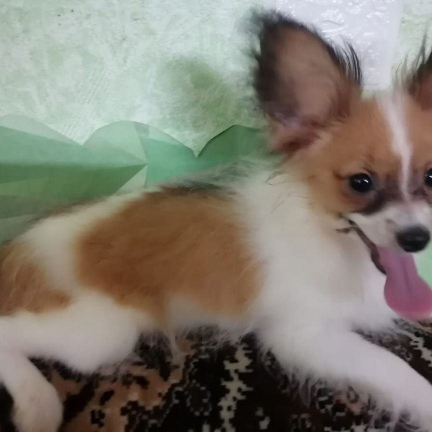 Папийон щенки Яркая красотка