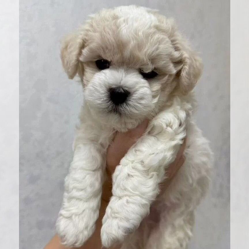 Бишон фризе, щенок