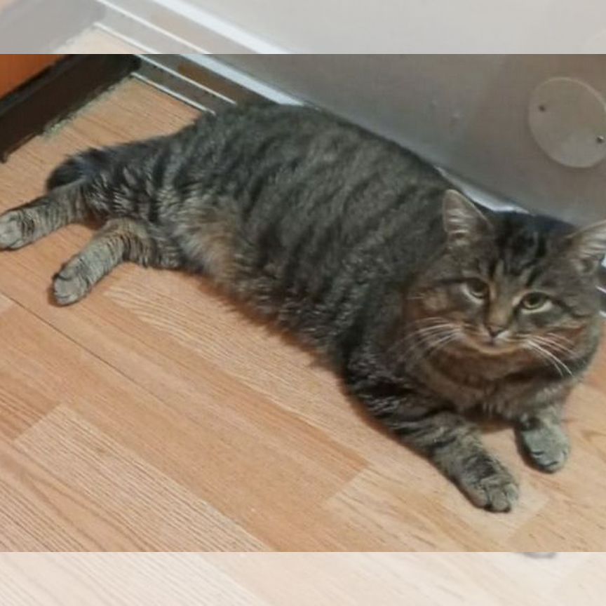 Взрослый кот в добрые руки