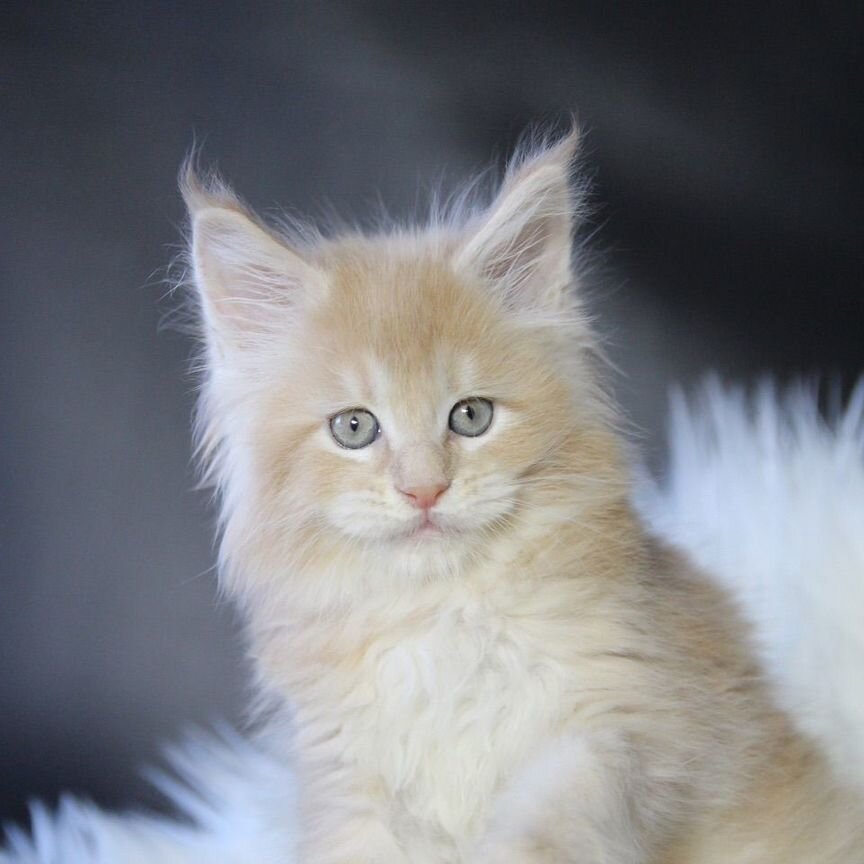 Мейн-кун котёнок