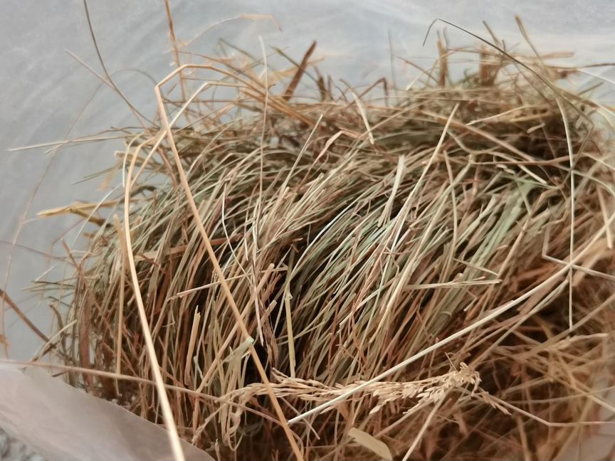 Сено для грызунов