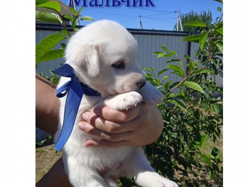 Щенки от хаски