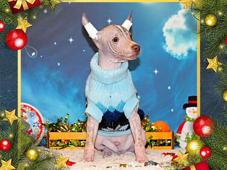 Ксолоитцкуинтли мини, олененок Бэмби