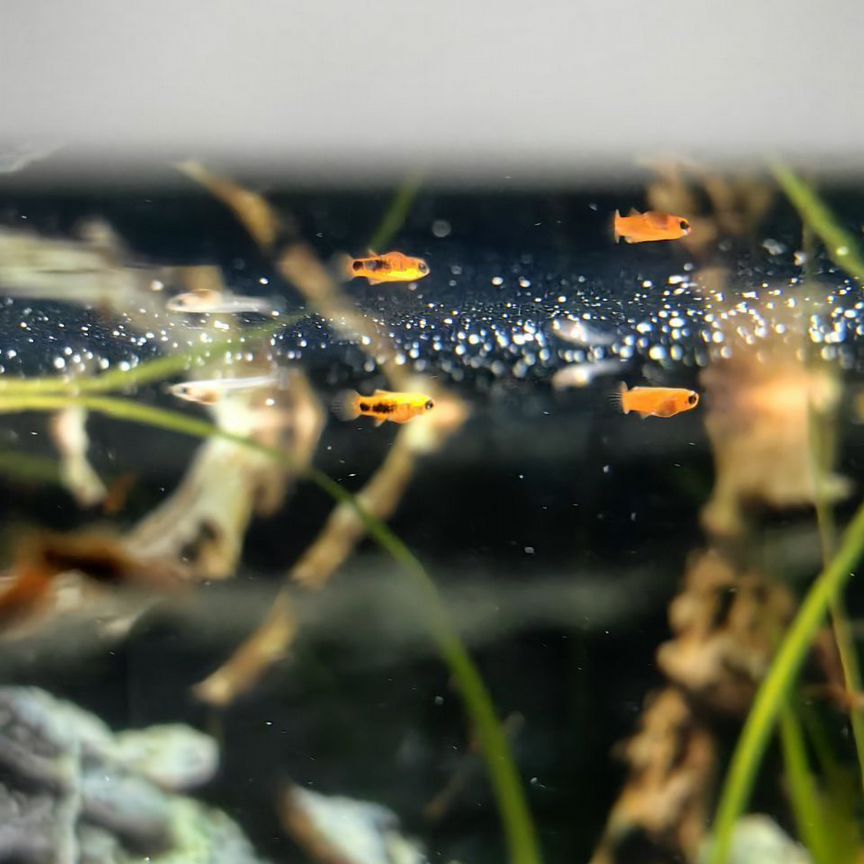 Мальки меченосцев