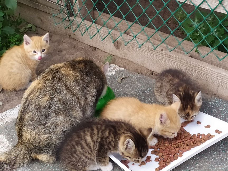 Сибирские котята домашние