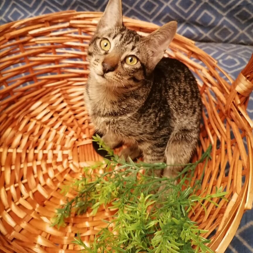 Очаровательные котята