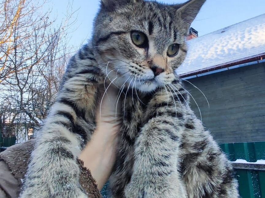Пиксибоб, котик с поли-лапами