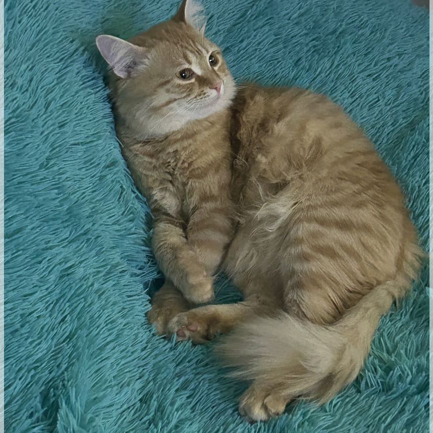 Отдам котика в добрые руки