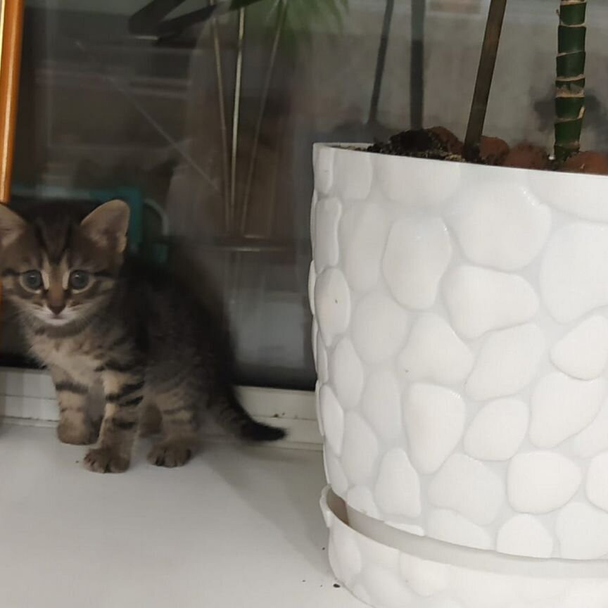 Отдадим в надёжные руки котят